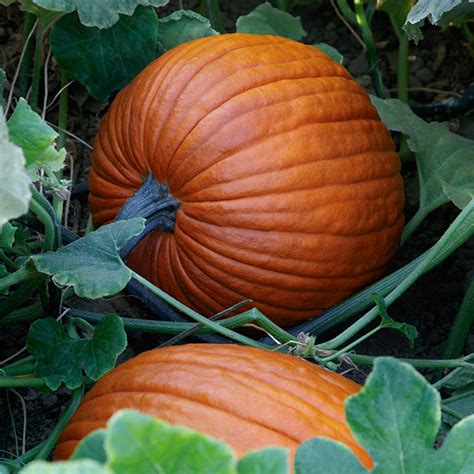 Thor F1 Untreated Pumpkin Seeds Osborne Hybrid Farm Seed Company