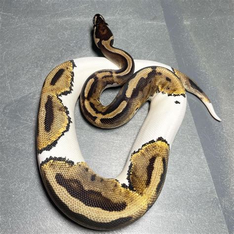 Piebald Ball Python For Sale Trademark Exotics