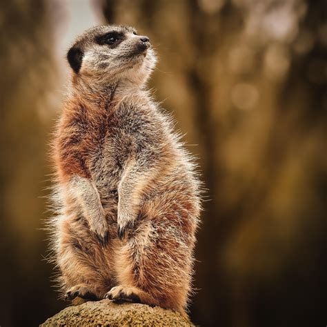 Meerkat Animal