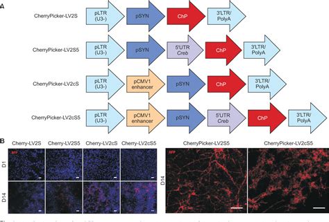 Figure 2 From Cell Surface Antigen Display For Neuronal Differentiation