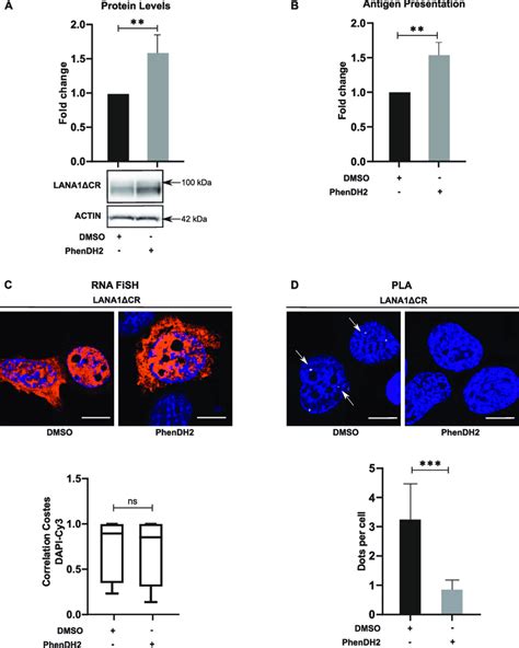 G4 Structures Outside The Central Repeat CR Of LANA1 Control NCL