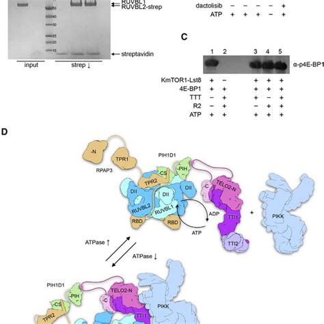Cryo Em Of Human And Yeast R2tp Ttt Complexes A Two Views Of Human