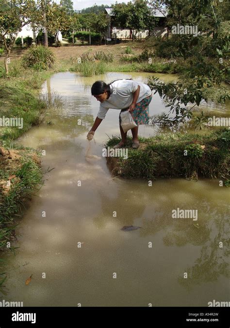 Painet Ip1851 Honduras Woman Feeding Tilapia Fish Farming Project