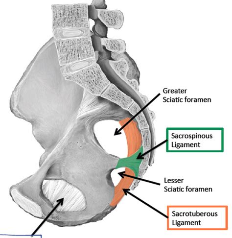 Greater Sciatic Foramen