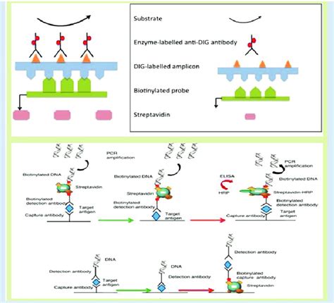 The Methods Of Immuno Pcr Or Pcr Elisa Technique In Detection Of