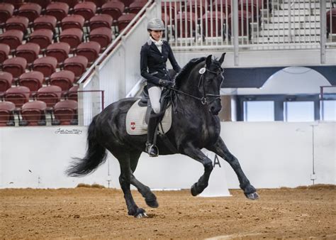 Lotte Boonstra Friesians