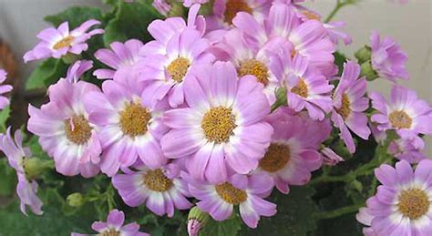 ピンク色のシネラリアの花言葉の意味や由来とは 植物NAVI