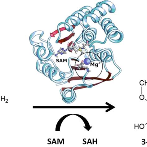 Catechol Structures And Its Pka Values A Dopamine 17 B Dm 115 In