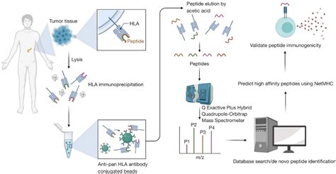 Figure 1 From Direct Identification Of T Cell Epitopes In Cancer