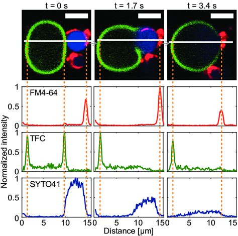 image cross sections confirm membrane fusion in a gs gv nse experiment