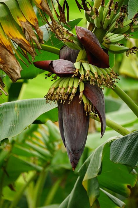 6000 Free Clipart Banana And Banana Images Pixabay