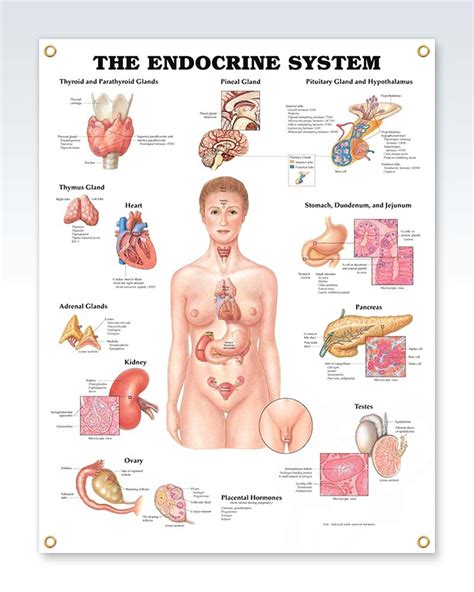 Laminated Endocrine System Human Anatomy Posters Clinicalposters