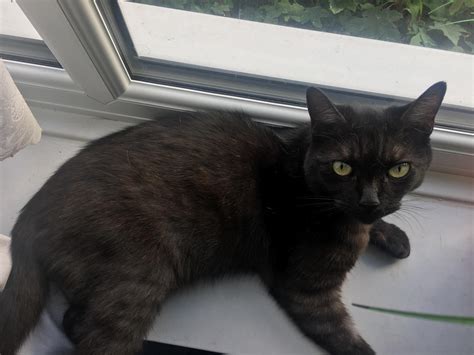 Anybody Know How To Fix Broken Ui R Sims4customcontent