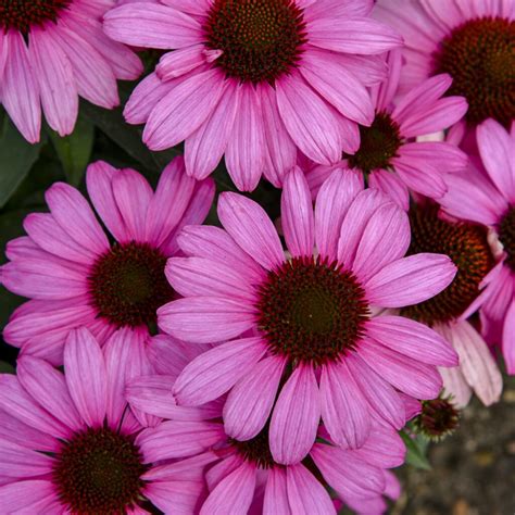 Echinacea Care Planting Growing And Cultural Information
