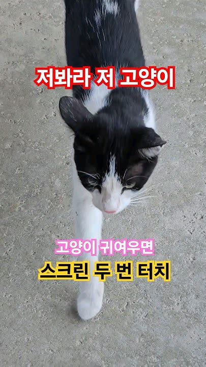 거기 들어가면 안돼요 고양이 Youtube