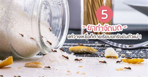 ยากำจัดมด ยี่ห้อไหนดี มาดู 5 เหยื่อกำจัดมด ตายเรียบยกรังยันตัวแม่