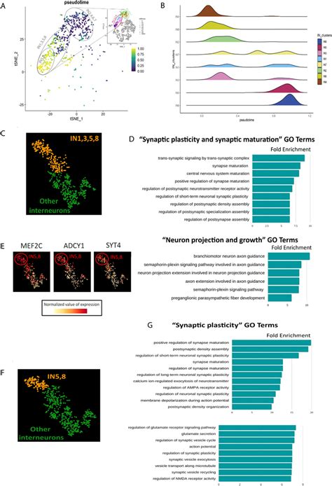 Characterisation Of Ins By Pseudotime Trajectory And Gene Ontology