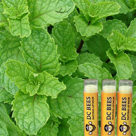 Spearmint Lip Balm 3 Pack Dc Bees