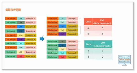 单细胞转录组测序 10x Genomics平台 上海旭燃生物科技有限公司