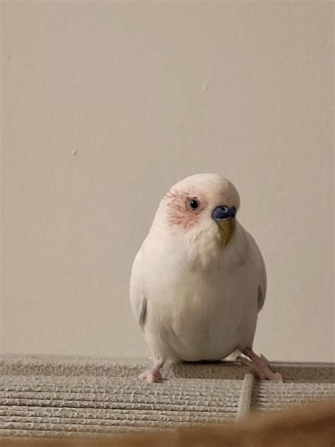 He Looks Like Zuko From Avatar The Last Airbender Rbudgies
