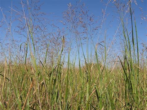 Ethanol Makers Search For Cheaper Raw Material Minnesota Public Radio