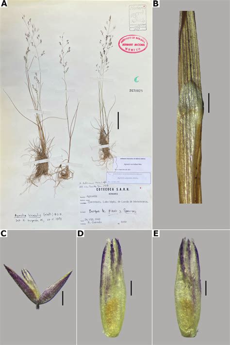 Agrostis Turrialbae A Whole Plant B Ligular Area C Spikelet E Floret