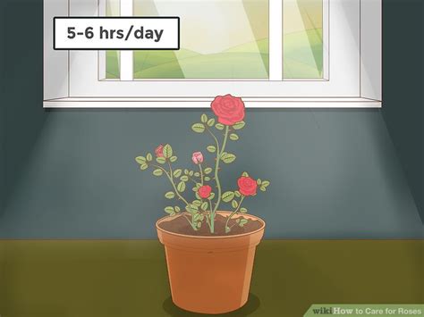 4 Ways To Care For Roses WikiHow 4 Ways To Care For Roses WikiHow