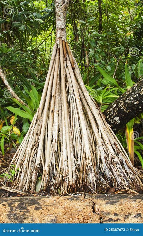Pandanus Pedunculatus Tree Stock Image Image Of Natural 25387673