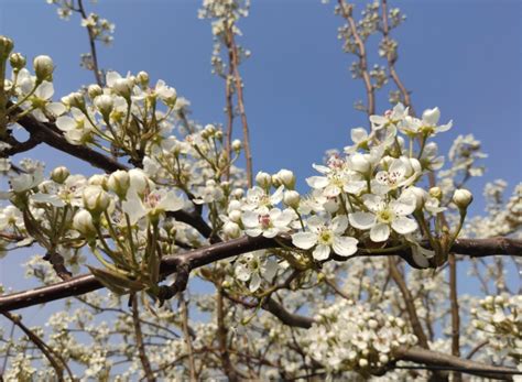 白根大郷梨中村観光果樹園