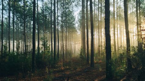 how to set the number of trees in random forest towards data science