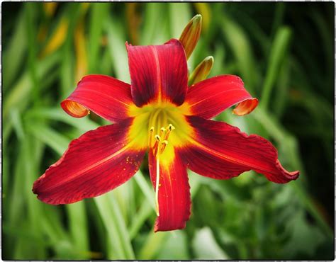 Another Llily By Rfhfoto Ephotozine