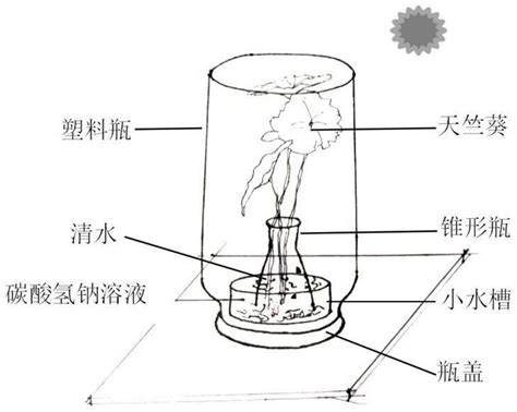 Plant Photosynthesis Teaching Experiment Method Eureka Patsnap