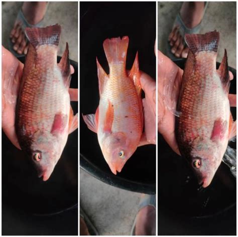 Aquaculture Innovation Sustainability Learningandgrowth Sri Nandhan