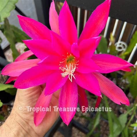 Liberty Cindy Tropical Treasure