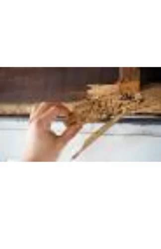 Anti Termite Treatment Control Service At Rs 500sq Ft In Bhubaneswar