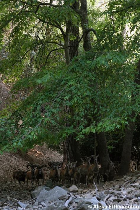Explore The Majestic Cyprus Mouflon In Troodos Forest
