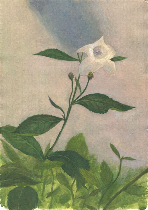 Platycodon Grandiflorum By Mellofloyd On Deviantart