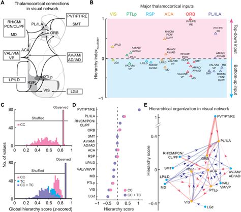 Hierarchical Organization Of Tc Inputs A Major Thalamic Inputs To
