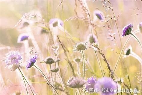 季羡林老先生在悲喜自渡里说在人生的道路上每一个人都是孤独的旅客人间万千光景苦乐喜忧跌宕起伏除了自渡他 雪球