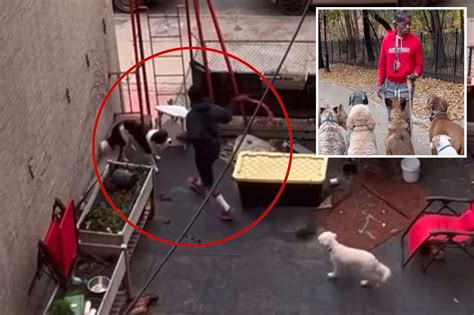 Starving Dogs Cats Found Locked Up In ‘deplorable Conditions Inside