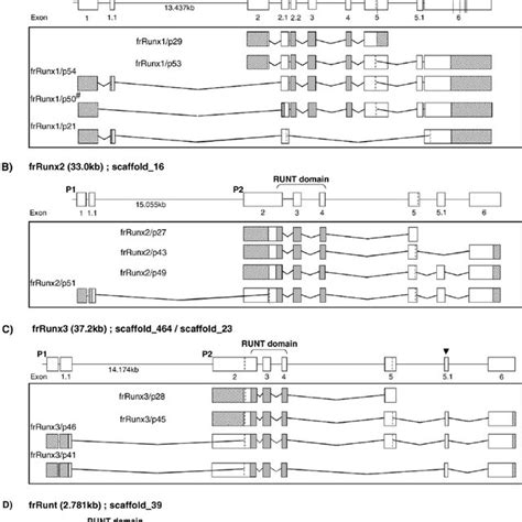 Cloning Of Fugu α Subunit Runx Genes Schematic Representation Of The