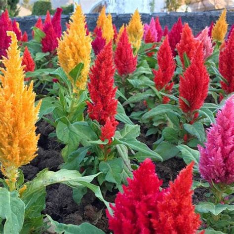 50 Mixed Colour Cockscomb Seeds Welldales