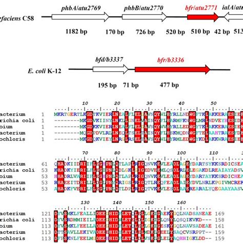 The Gene Organization Adjacent To Bfr And The Bfr Protein Sequence