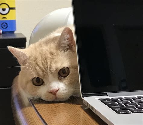 【git】マージする時に「please Enter A Commit Message To Explain Why This Merge Is