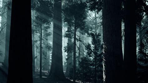 Black Tree Trunk In A Dark Pine Tree Forest Stock Video At Vecteezy