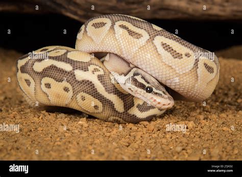 Lesser Ball Python