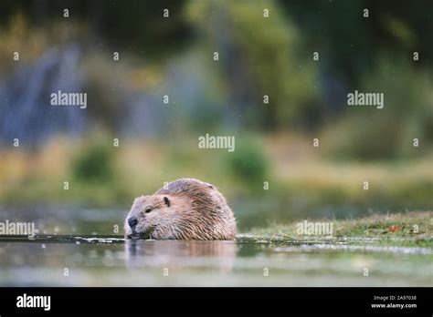At Ground Level A Beaver Nibbles On A Branch While Standing In Shallow