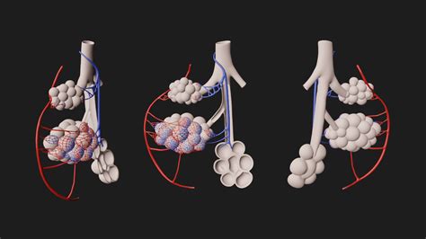 3d File Bronchioles And Alveoli Anatomy・model To Download And 3d Print