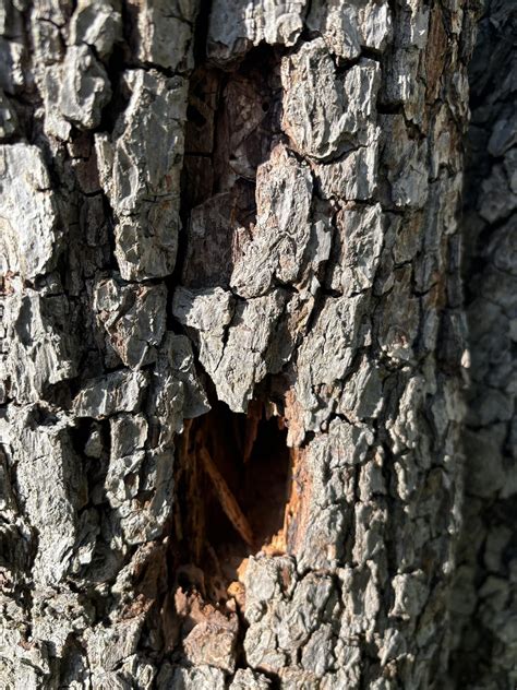 Is This Termite Damage On My Tree Rarborists