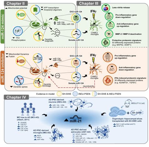 1 Schematic Representation Of The Major Findings Of The Present Download Scientific Diagram